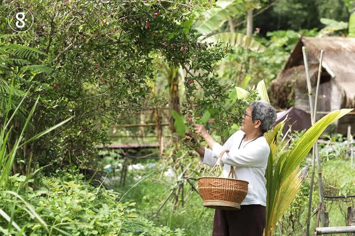 436291699-_18 - greenery.