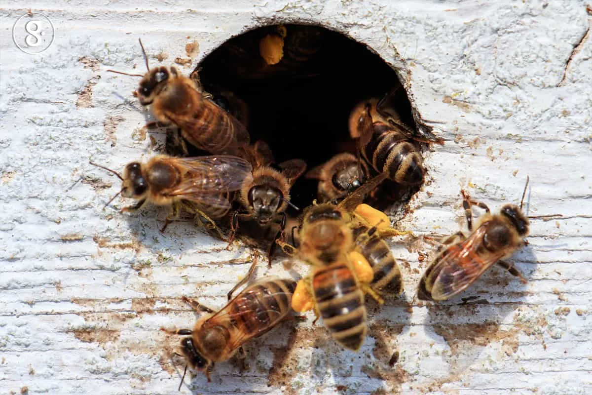 441879958-_04 - greenery.