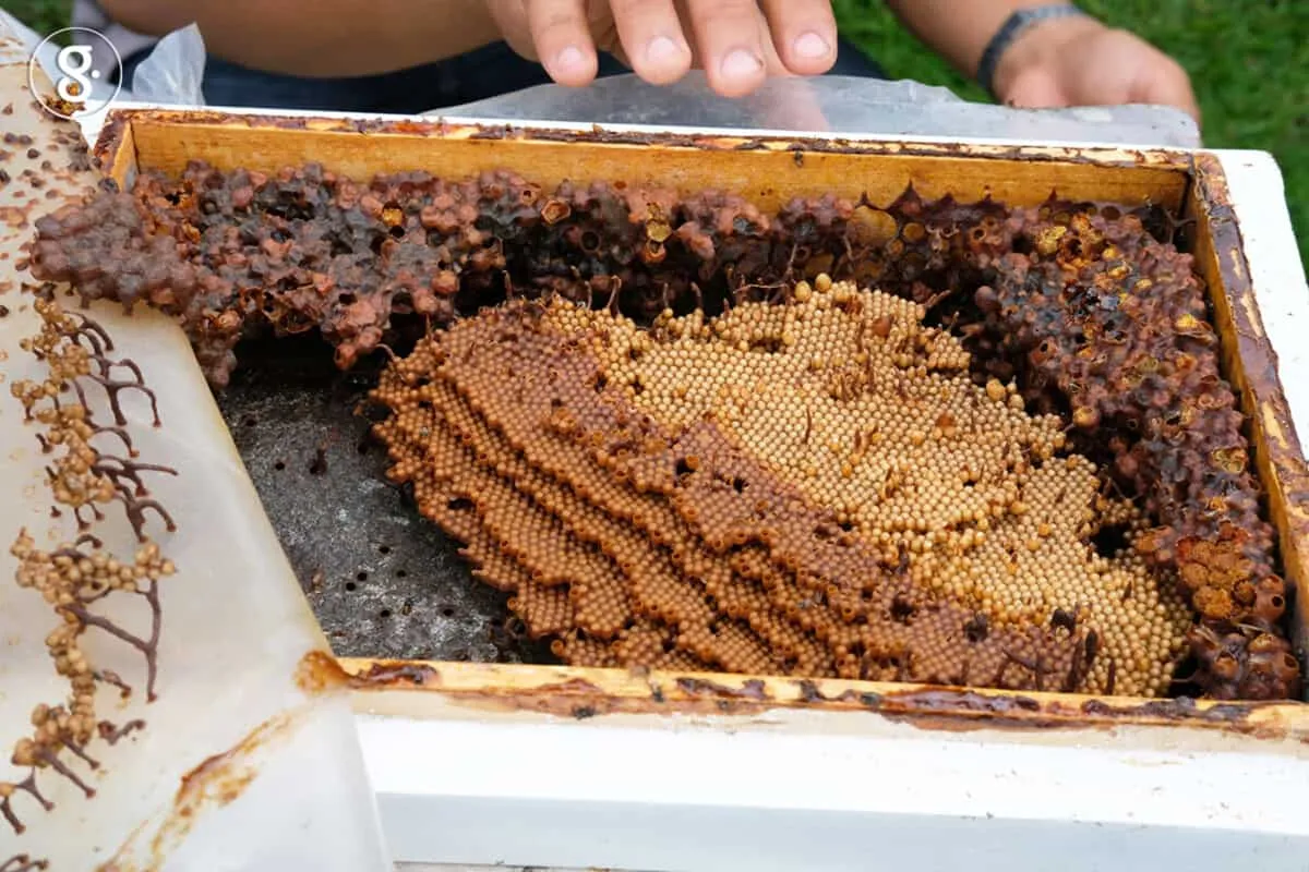 441879965-_02 - greenery.