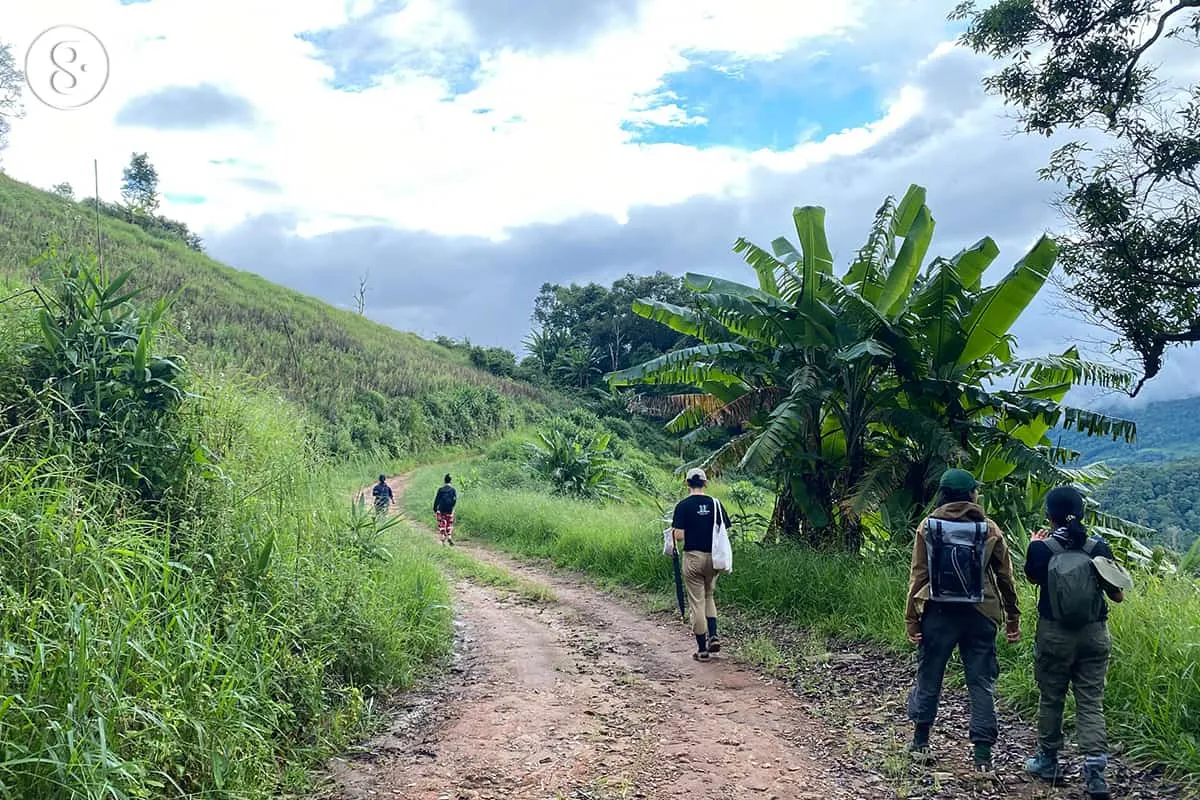 443983618-green-journey_20 - greenery.