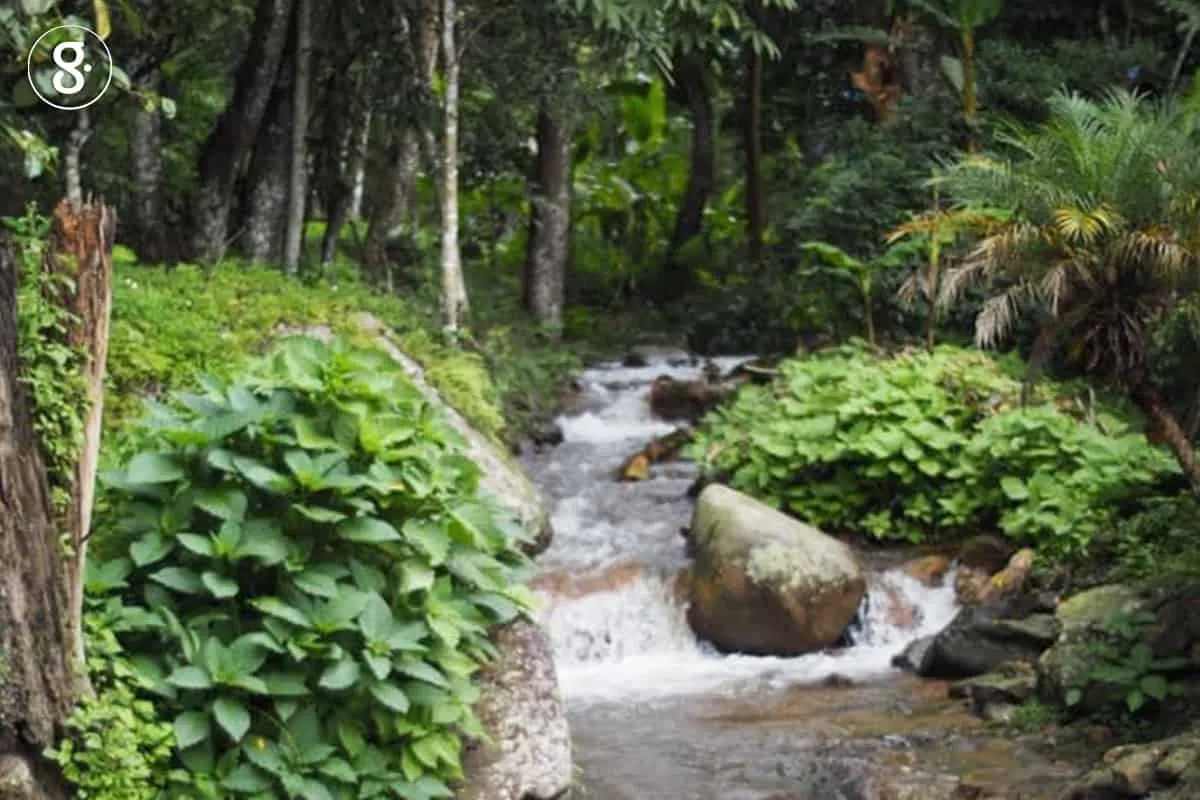 449204122-second-life-s-journey_23 - greenery.