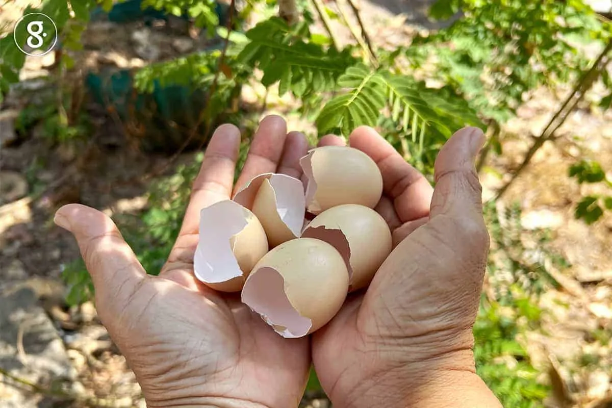 474130271-21 - greenery.