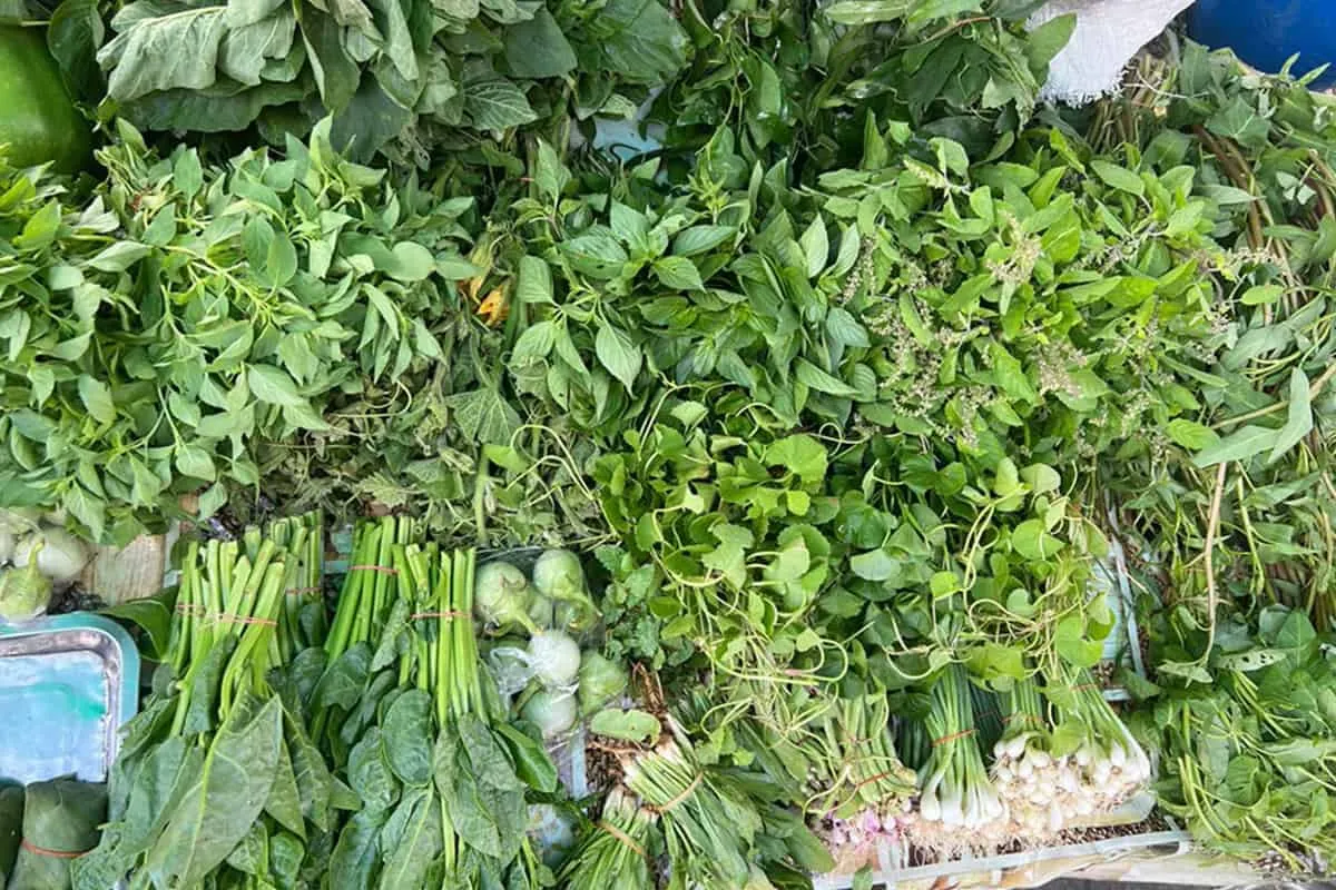 519966349-3 - greenery.