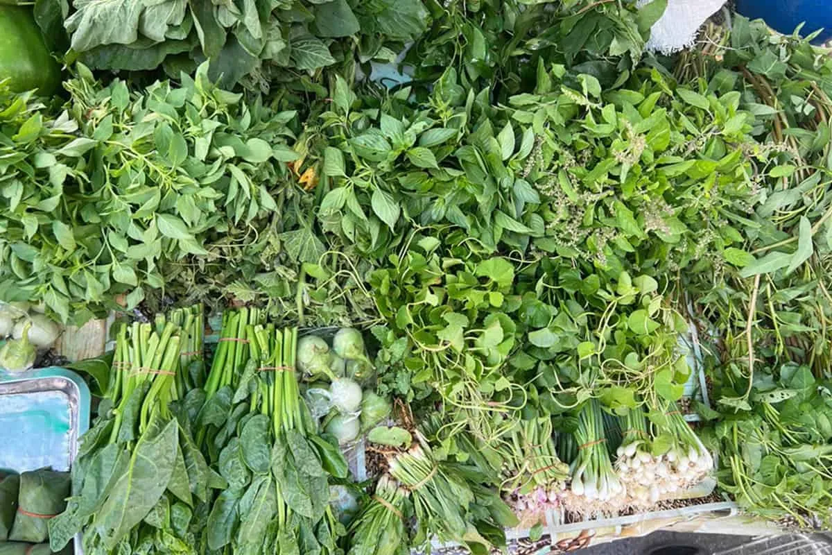 519966409-15 - greenery.