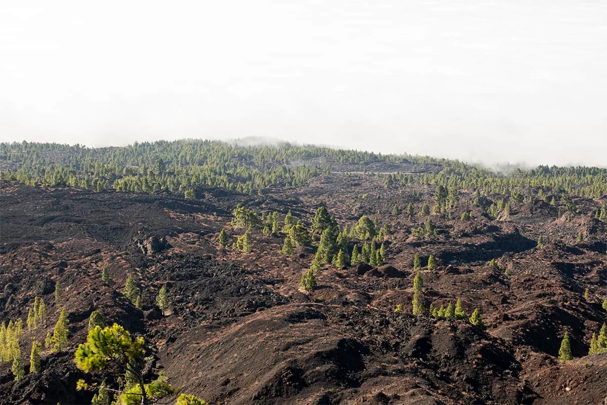 522537654-9 - greenery.