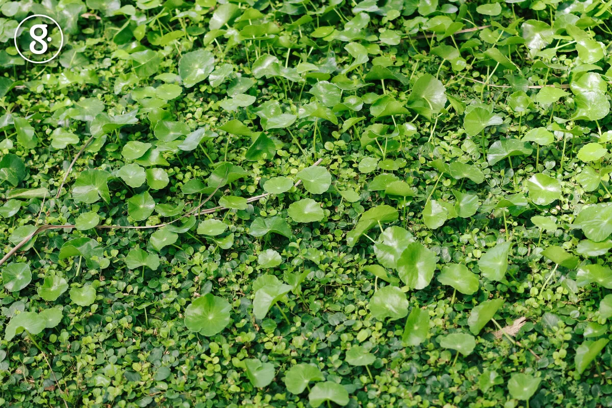 INTERVIEW-4 - greenery.